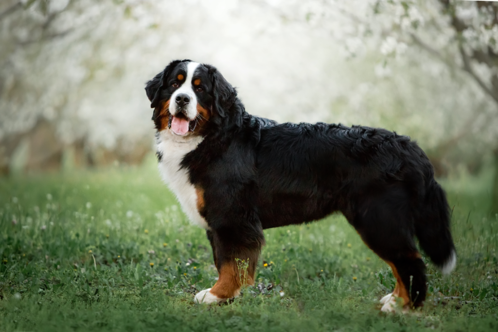 Considering A Bernese Mountain Dog? - The Berner Report