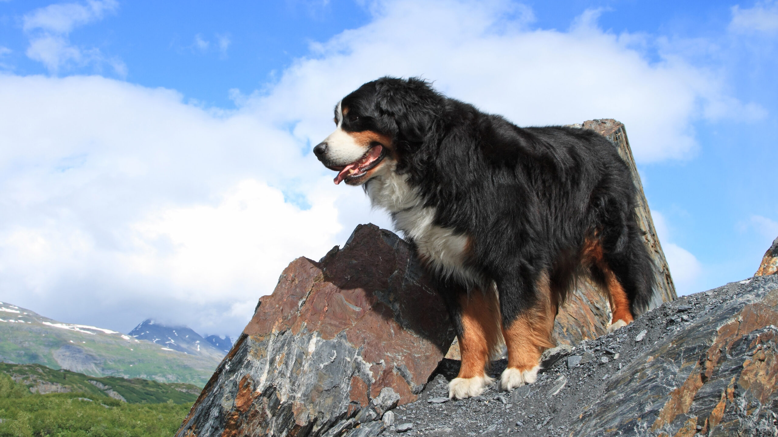 Blog - The Berner Report