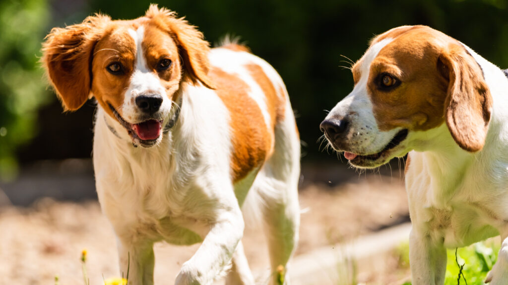 Meet the Top Five Hunting Dogs That Every Sportsman Needs by Their Side - The Berner Report