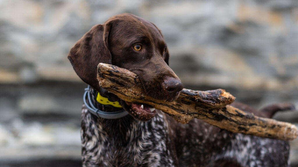Meet the Top Five Hunting Dogs That Every Sportsman Needs by Their Side ...