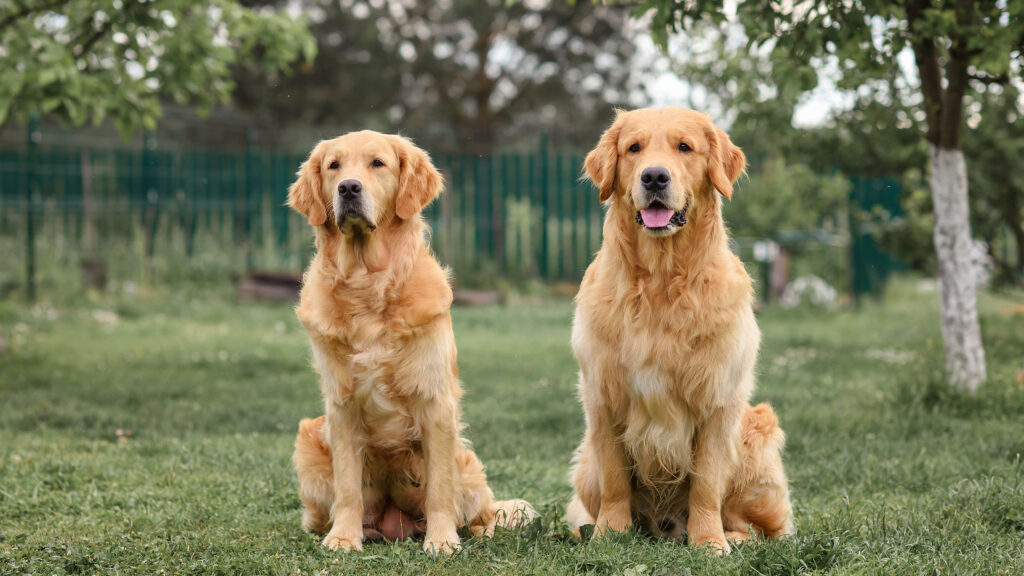 Meet the Top Five Hunting Dogs That Every Sportsman Needs by Their Side ...