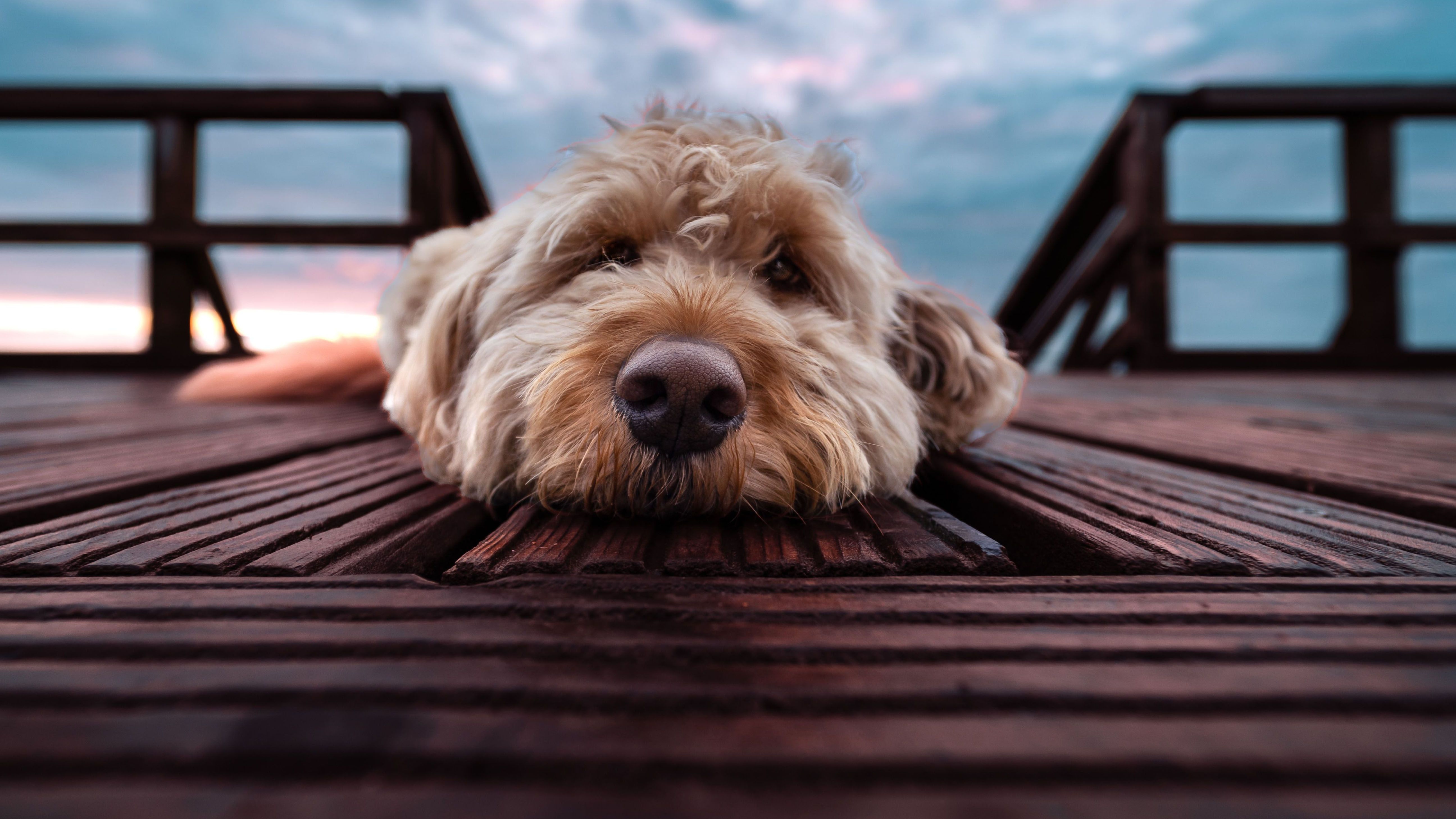 Goldendoodles 101: Everything You Need to Know About this Popular ...