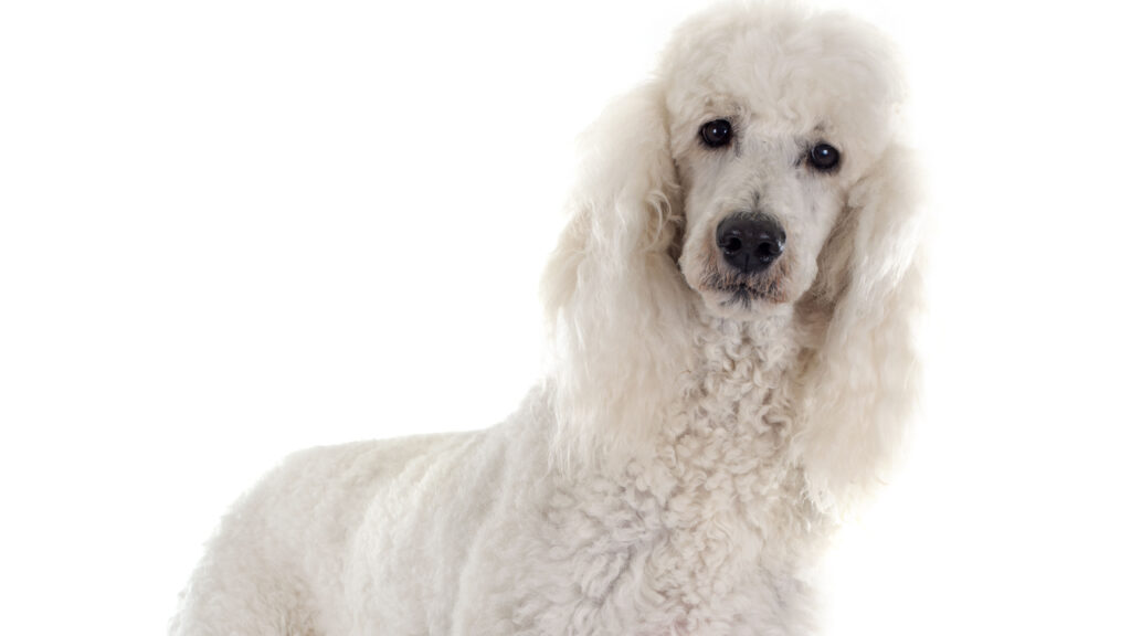 Goldendoodles 101: Everything You Need to Know About this Popular ...