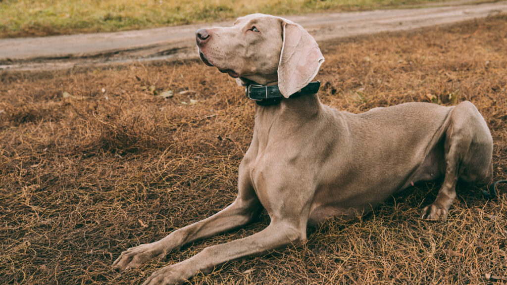 Meet the Top Five Hunting Dogs That Every Sportsman Needs by Their Side - The Berner Report