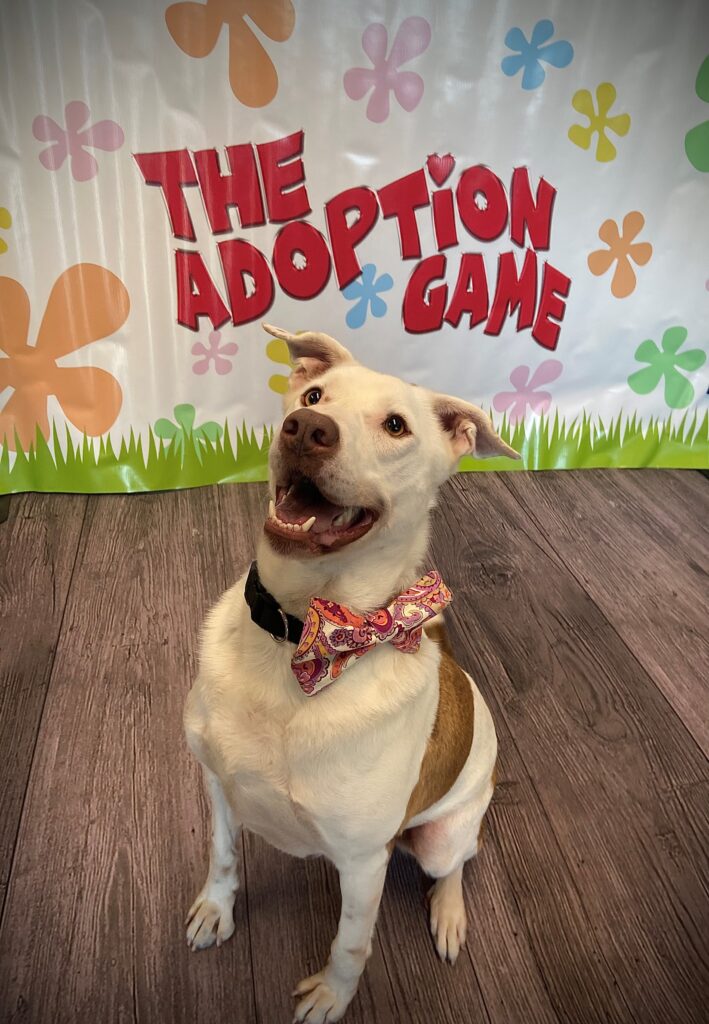 Meet Byro! - The Berner Report