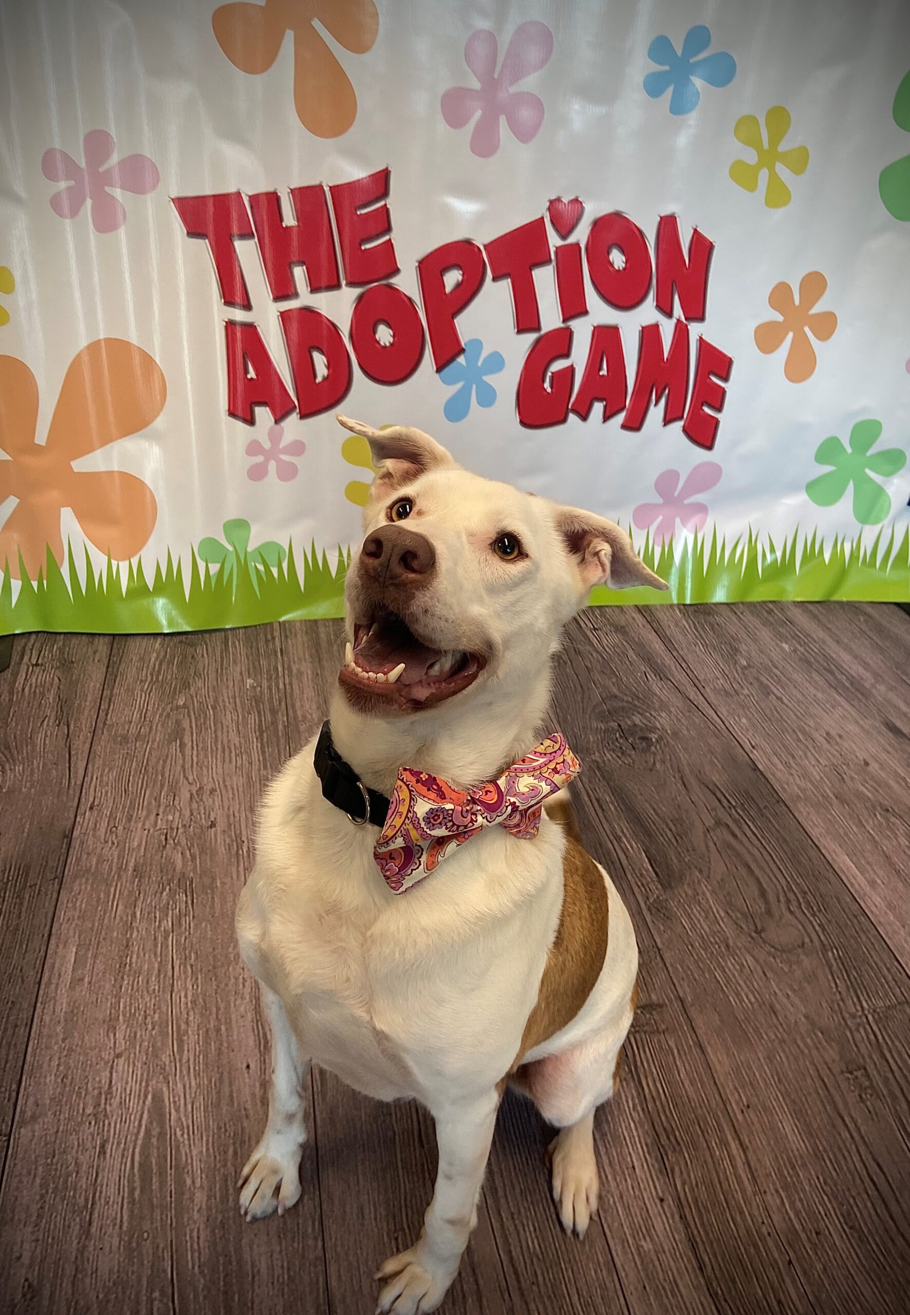 Meet Byro! - The Berner Report