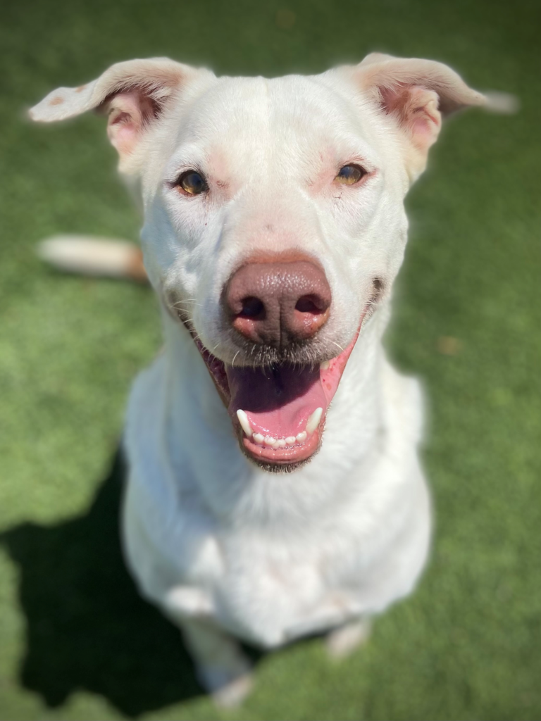 Meet Byro! - The Berner Report