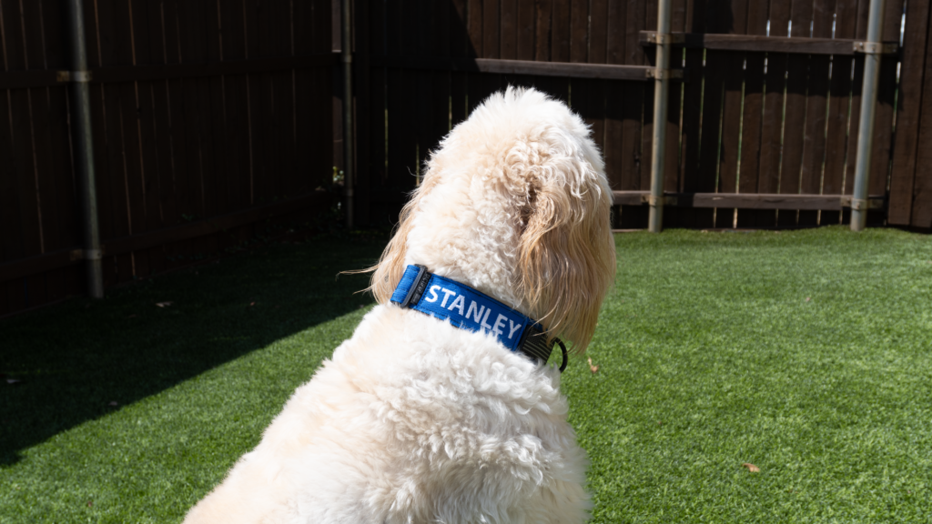 Tactipup Personalized Tactical Dog Collar Review - The Berner Report