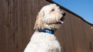 Tactipup Personalized Tactical Dog Collar Review - The Berner Report