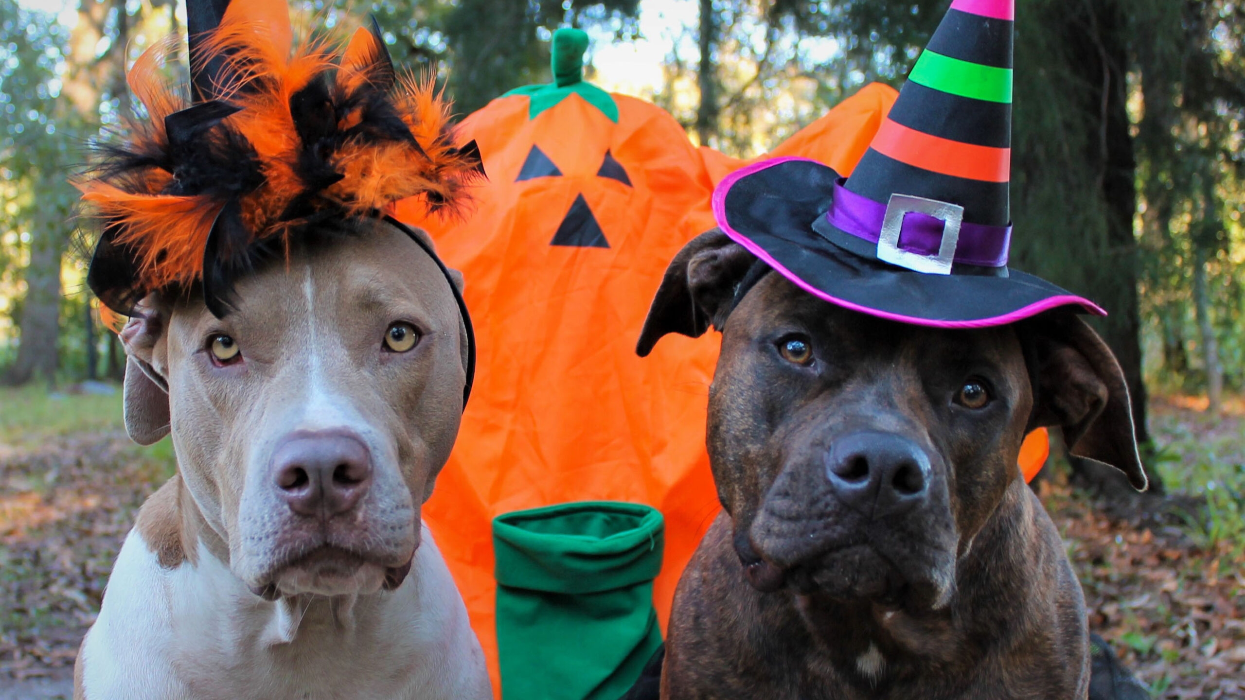 The Berner Report - The Berner Report